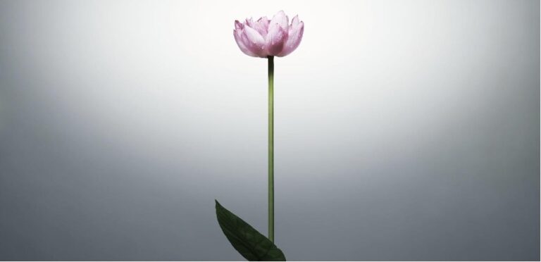 關於 SUQQU - SUQQU - 香港官方網站