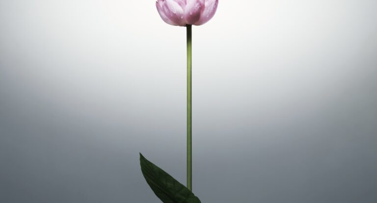 關於 SUQQU - SUQQU